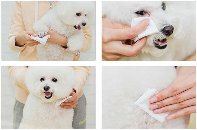 How To Use Wipes on Your Pets?Sywipe Pet Products Supplier